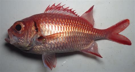 ツマリマツカサ 2024 07 01 WEB魚図鑑
