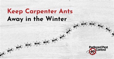 What Do Ants Do In The Winter And How Do They Get Inside