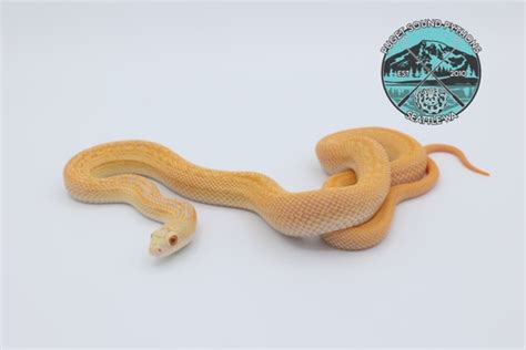Bechtel Albino Klumpers Albino Stripe Gopher Snake By Puget Sound Pythons