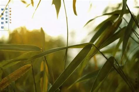 竹林怎么拍摄才有意境？这种方法很实用，手机党也能出大片！ 知乎