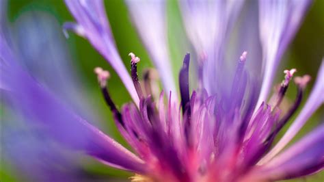 Flower Of Purple Wallpapers Hd Wallpapers Id