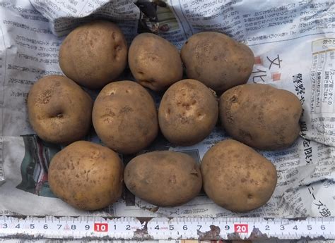 Yahooオークション 【岩手盛岡産】北あかり 5キロ Mサイズ （きた
