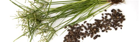 Getting Rid Of A Nutgrass Problem Buy Turf Online