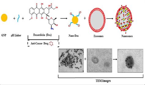 Schematic To Show The Synthesis Of Nanosomes An Exosome Based Hybrid