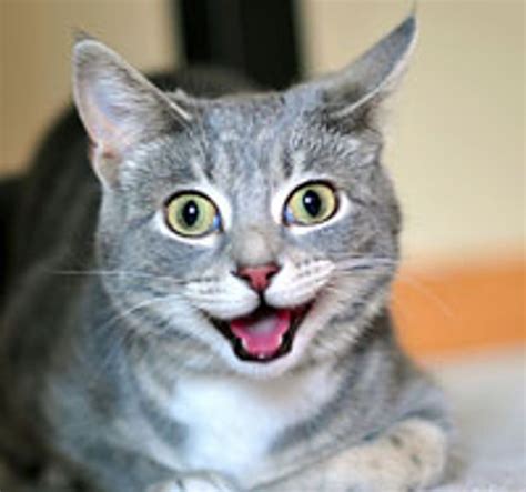 Hyper Kitty Love Meow