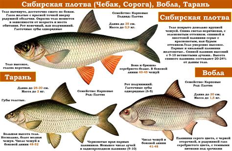 Рыба Вобла: описание, где водится, ловля и как приготовить (солить, вялить)