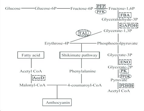 Schematic Representation Of The Supply Of Precursors For The