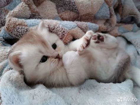 Шотландские котята шиншилла купить в Кугульте Животные и зоотовары