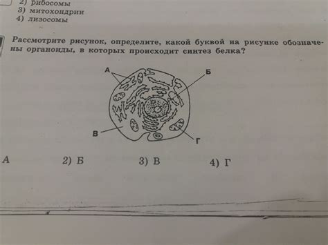 Рассмотрите рисунок определите какой буквой на рисунке обозначены органоиды в которых