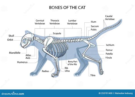 Cat Skeleton Veterinary Vector Illustration Cat Osteology Bones Stock Vector Illustration Of