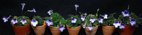 Micro Mini Sinningia 一起合照一張 Razzmatazz、little Wood Nymph、treva