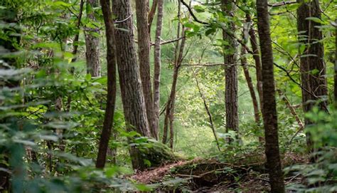 Premium Ai Image Woodland Whispers Secrets Of The Forest Revealed In