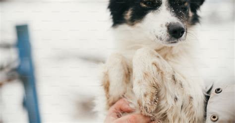눈 덮인 겨울 공원에서 직접 손에 귀여운 겁에 질린 개 대피소에서 작은 흑백 강아지를 껴안고 있는 사람들 채택 개념입니다 길 잃은 솜털 강아지 사진 Unsplash