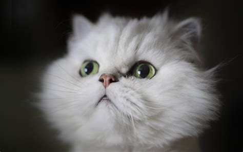 Cute Cat