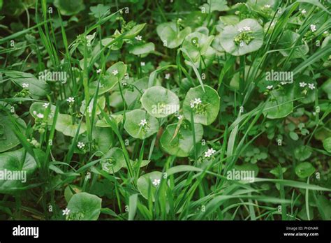 Trees And Roots In The Forest Tree Paths Stock Photo Alamy