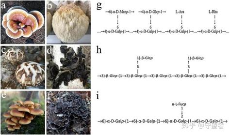 Carbohyd Polym综述：蘑菇多糖对肠道微生物的影响及其对宿主的有益作用 知乎