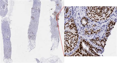 Slidej An Imagej Plugin For Automated Processing Of Whole Slide Images