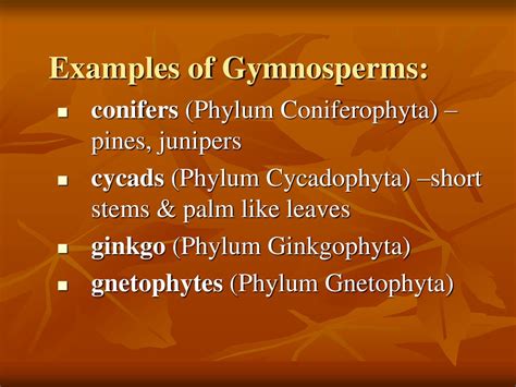 Phylum Cycadophyta Examples