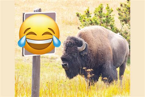 Watch Bison Defend Herd From Grizzly Bear In Yellowstone