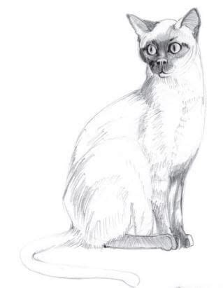 How To Draw A Thai Cat With A Pencil Step By Step Drawing Tutorial