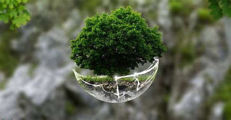 The Tree Sphere Imgur