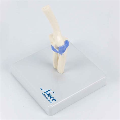 Mini Elbow Joint Model Sku Mg13892 Nasco Healthcare