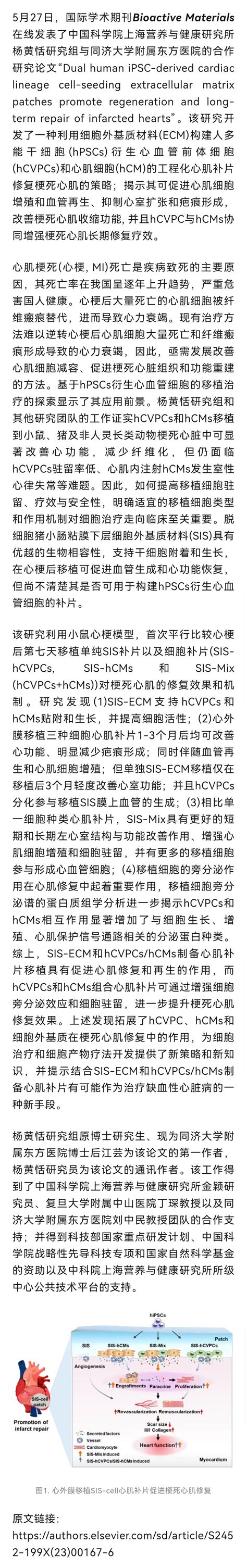 【学术前沿】营养与健康所杨黄恬研究组合作发现人多能干细胞衍生心脏谱系组合细胞构建的心肌补片可促进梗澎湃号·政务澎湃新闻 The Paper