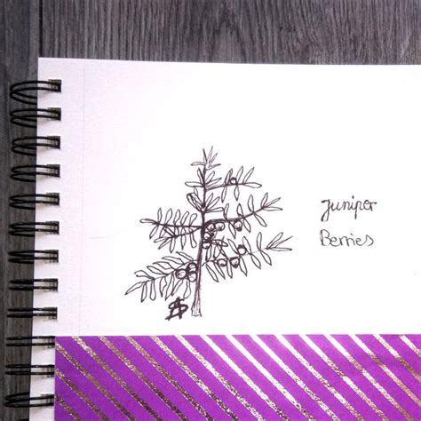 Juniper Berries By Aislinsummersart On Deviantart