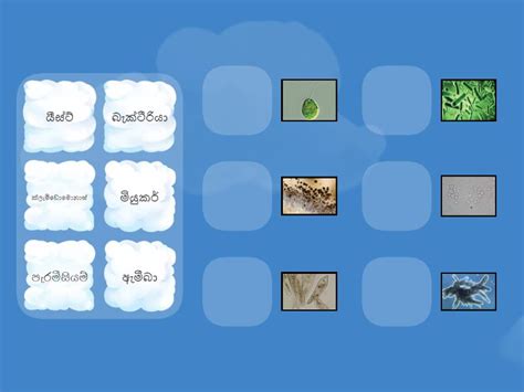 ක්ෂුද්‍ර ජීවීන් හඳුනා ගැනීම Grade 8 Science Unit 1 Activity 1