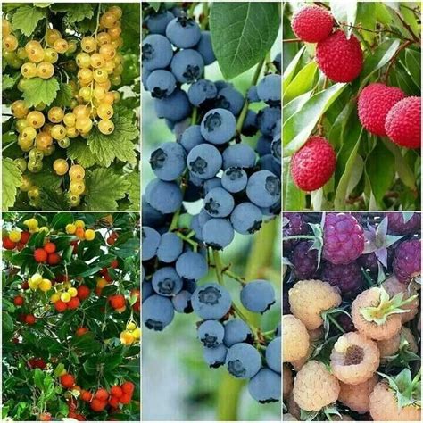 ‎نهال پلاس🌱 نهال میوه های کمیاب‎ Nahal Plus • Threads Say More