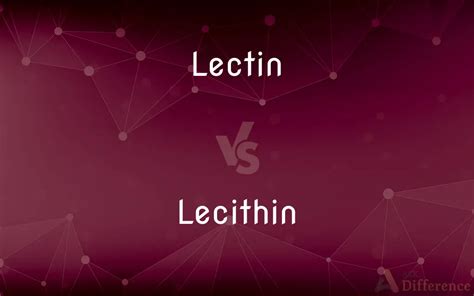 Lectin Vs Lecithin — Whats The Difference