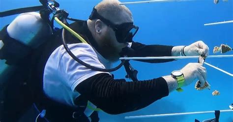 New Hope For Bringing The Worlds Dying Coral Reefs Back To Life
