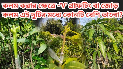 কলম করর কষতর V গরফট ন জড কলম কনট বশ ভল YouTube