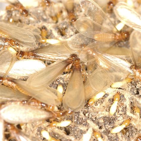 What You Need To Know About Termite Swarm Season Sentricon® Blog