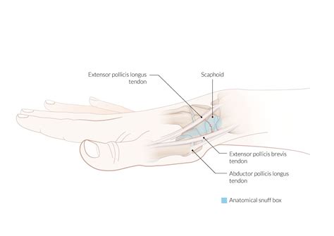 Anatomical Snuff Box Scaphoid