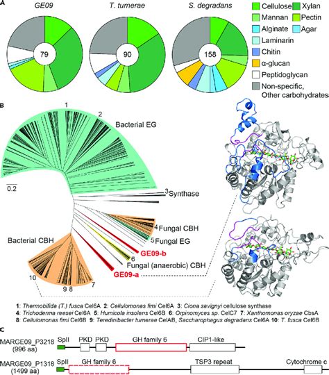 Predicted Carbohydrate Active Enzyme Cazyme Genes From The Deep Sea