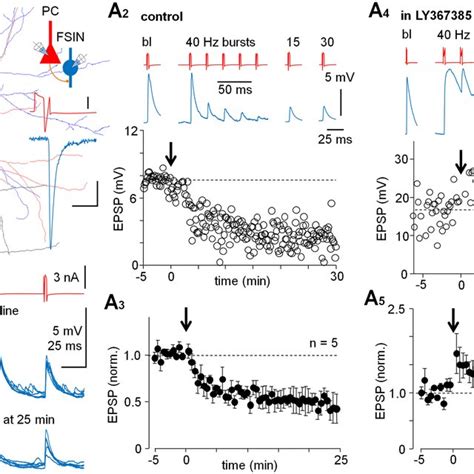 Action Potential Firing Patterns Of Layer 5 Pyramidal Neurons In