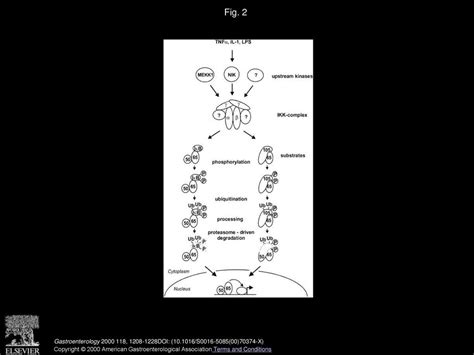 Nf κbreliκb Implications In Gastrointestinal Diseases Ppt Download