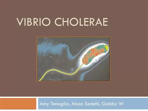 Ppt Vibrio Cholerae Powerpoint Presentation Free Download Id3726677