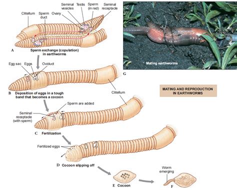 An Introduction To Class Oligochaeta Eazybio