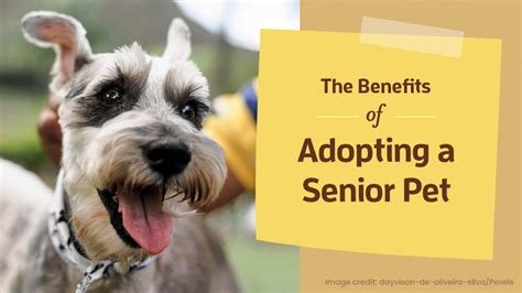 The Benefits Of Adopting A Senior Pet