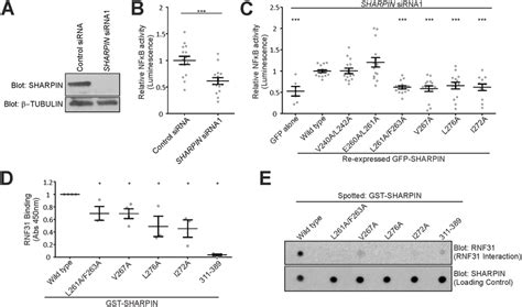 Fine Mapping Of The Rnf31 Binding Site In Sharpin A Western Blot