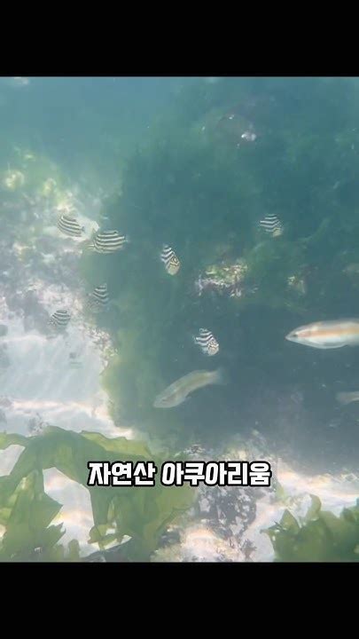 작년에 차박 했던 금릉해수욕장⛱️ 저만에 문어 포인트에서 1시간동안 3마리 잡았어요🐙자연산 아쿠아리움 차박여행휴가아이들