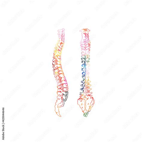 Colorful Human Spine Anatomy Spinal Cords Anatomical Poster With
