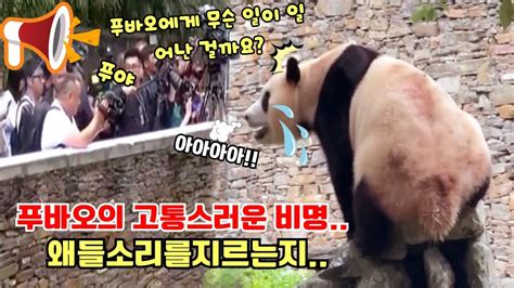 세상에💥푸바오의 고통스러운 비명 💦💦 푸바오에게 무슨 일이 일어난 걸까요💦💦 푸바오 Youtube