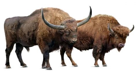Interior African Bison Speculative Evolution Wiki Fandom