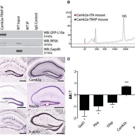 Creation And Characterization Of The Fos Trap Mouse Line A Schematic