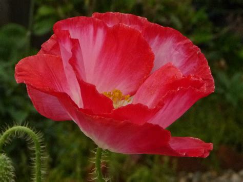 赤く咲くのはケシの花 古き良き仙台