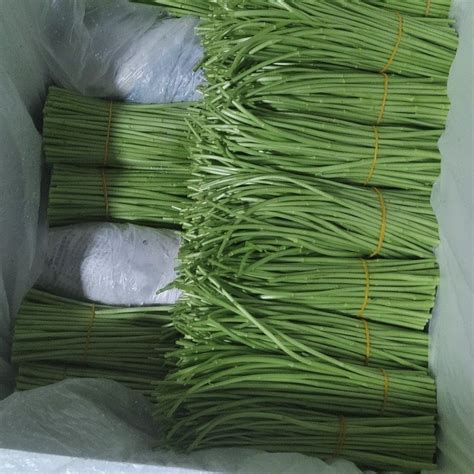 芦篙批发 云南曲靖麒麟区芦篙 1600元公斤黎蒿 一亩田