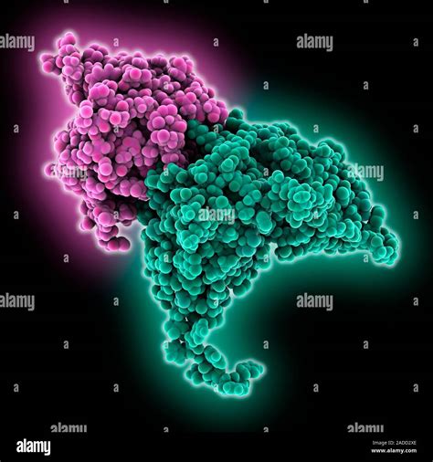 Monoclonal Antibody Interleukin Complex Computer Model Showing The